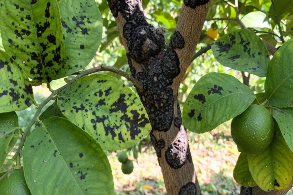 Limoeiro: o que significa ter manchas pretas nas folhas e frutos e como ...
